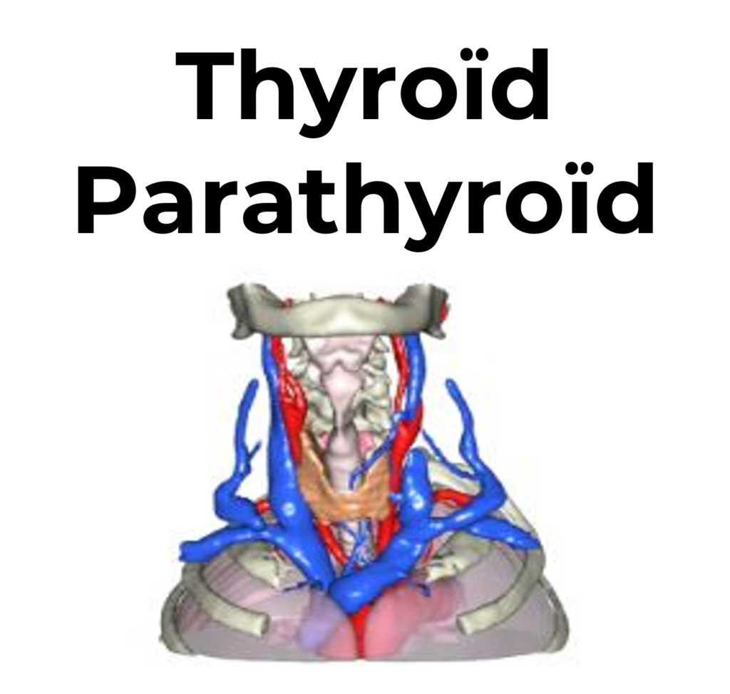 Bespoke 3D modelling of medical images - Visible Patient